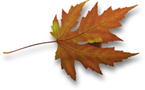 LeafX: Gutter guard products built to last